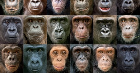 GENERAL > BLOC LLATINOAMERICANA: ¿De qué simio estamos más cerca?