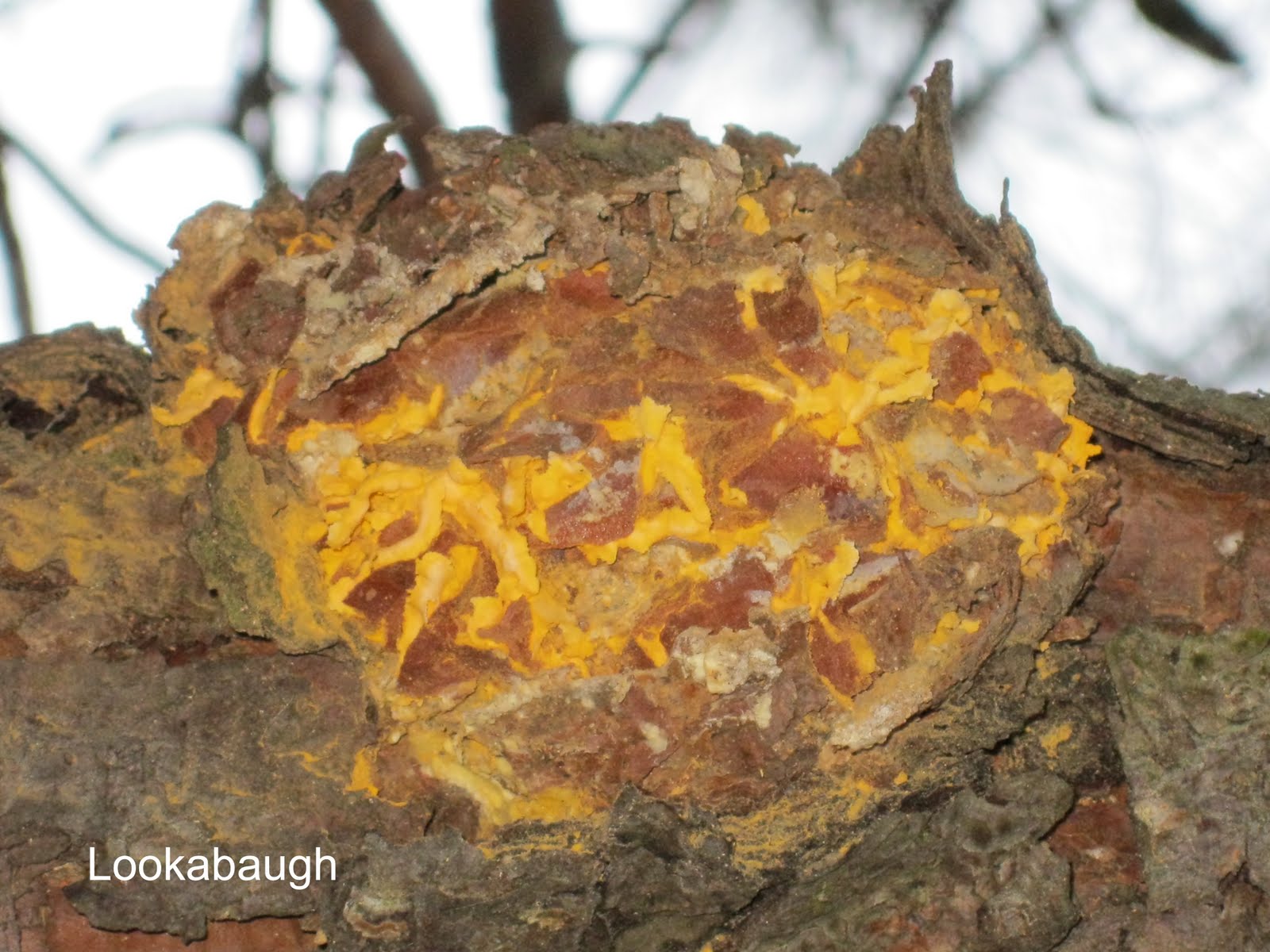 NCSU PDIC: Fusiform Rust: What's that orange stuff on my pine tree?