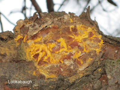 NCSU PDIC: Fusiform Rust: What's that orange stuff on my pine tree?