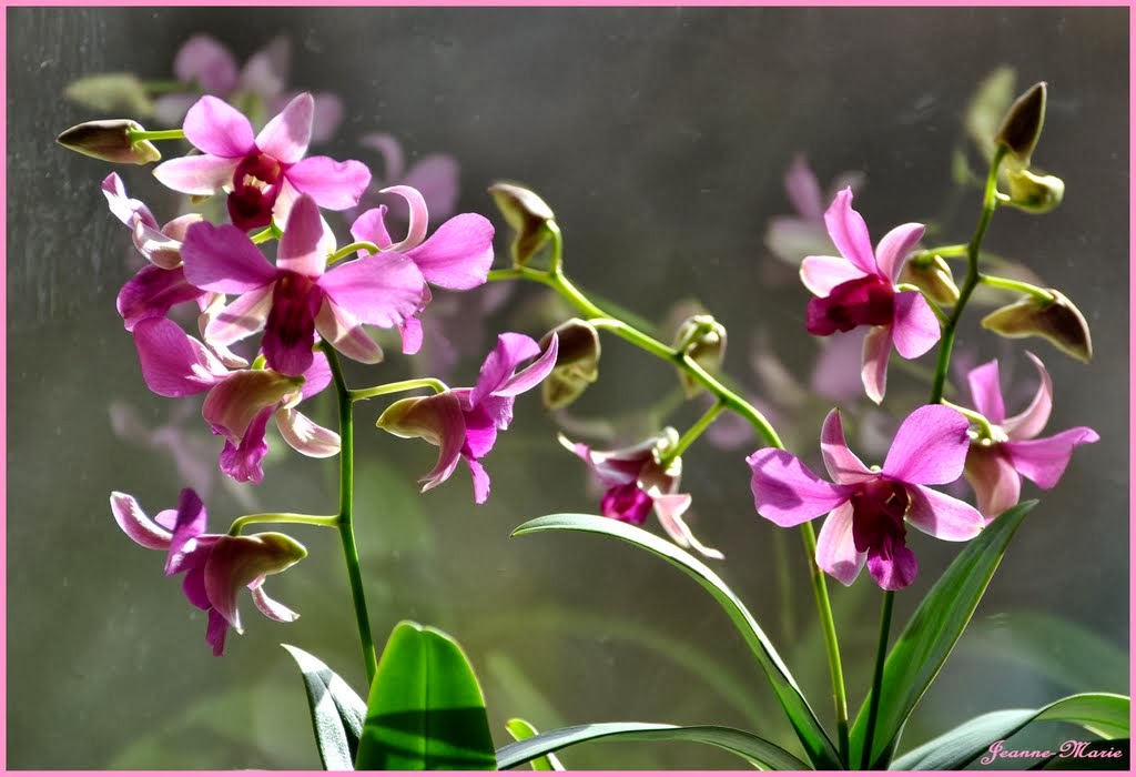 Sejarah Singkat Tanaman Anggrek Dendrobium | AMBURADUL BLOG