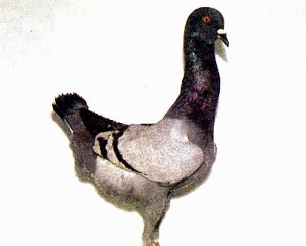 Mymensingh Pigeon & Bird Club: Pigeon Photo Gellary