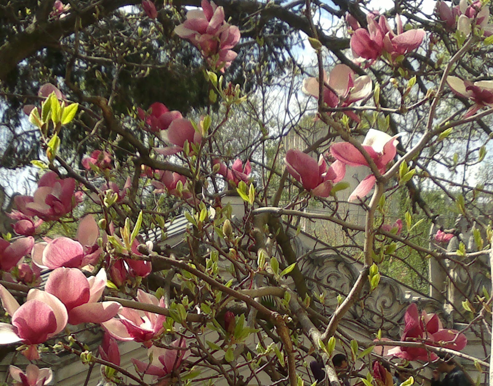 muguri de iubire ...: Un copac cu flori...
