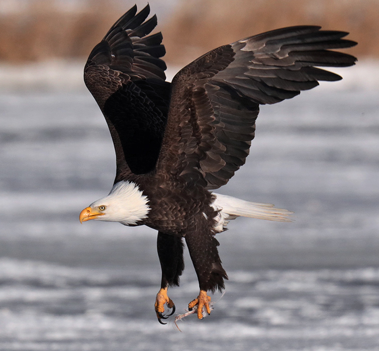 The Bruce Mactavish Newfoundland Birding Blog: Bald Eagle on The Run