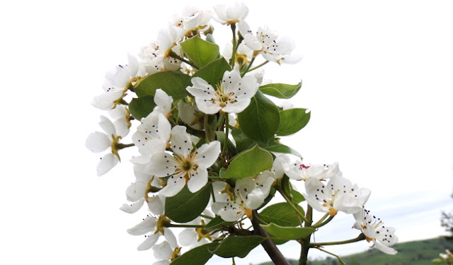 DISFRUTAR CON EL HUERTO Y EL JARDÍN