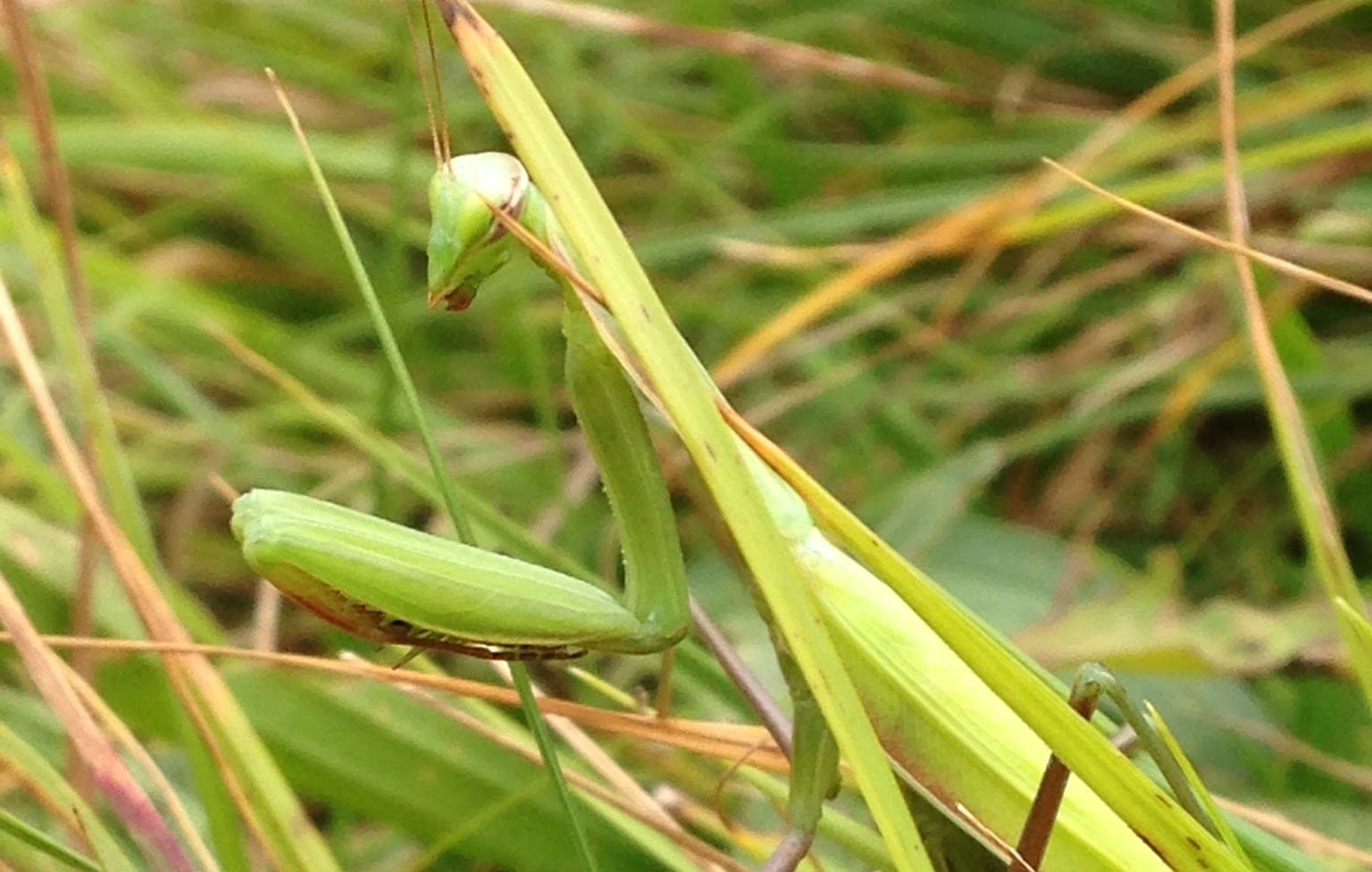 Na vrtu za mojo hišo