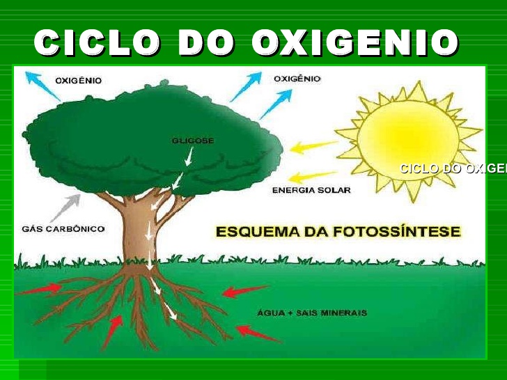 Diário da Biologia na Escola: junho 2015