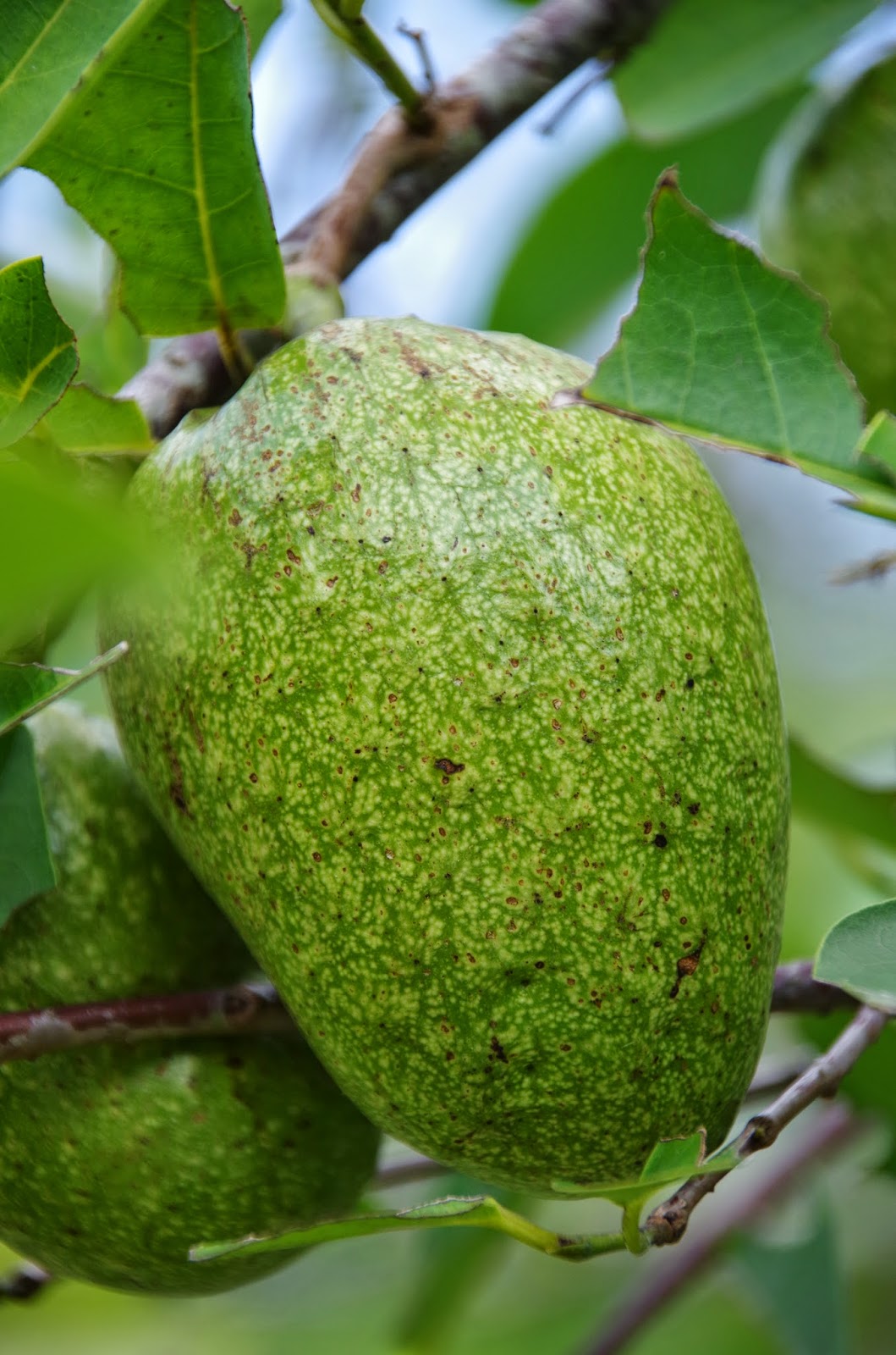 Trees and Plants: Monkey Apple