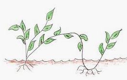 Métodos de reproducción:Siembra: semillas, estaca injertos acodos.