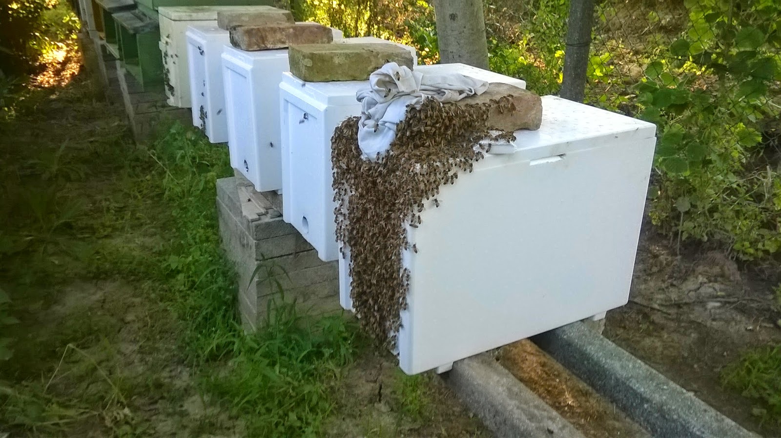 Il fantastico mondo delle api-: L'alveare, una vera forza della Natura