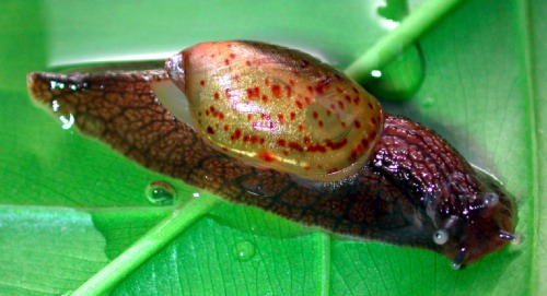 Real Monstrosities: Semi-slug