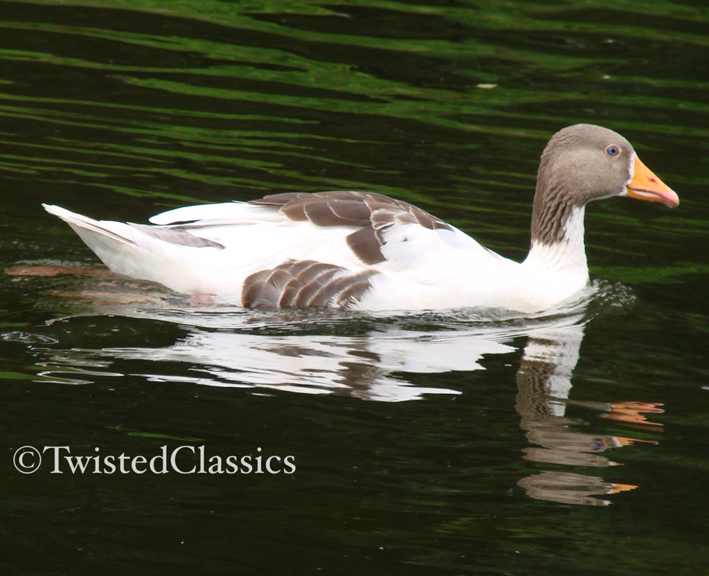 Birds and wildlife: Two Leucistic Greylag Geese
