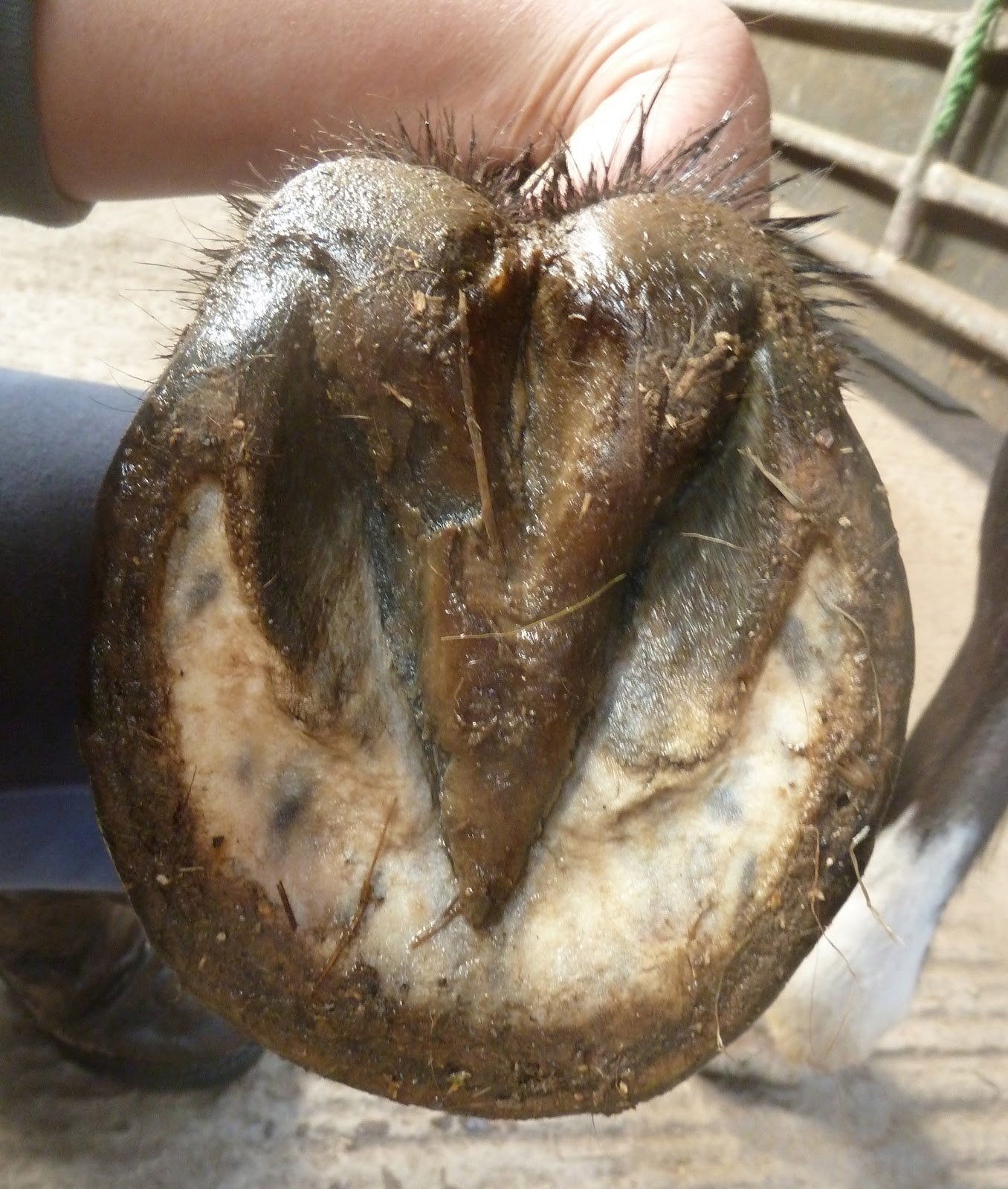 Rockley Farm: Hoofcare Essentials