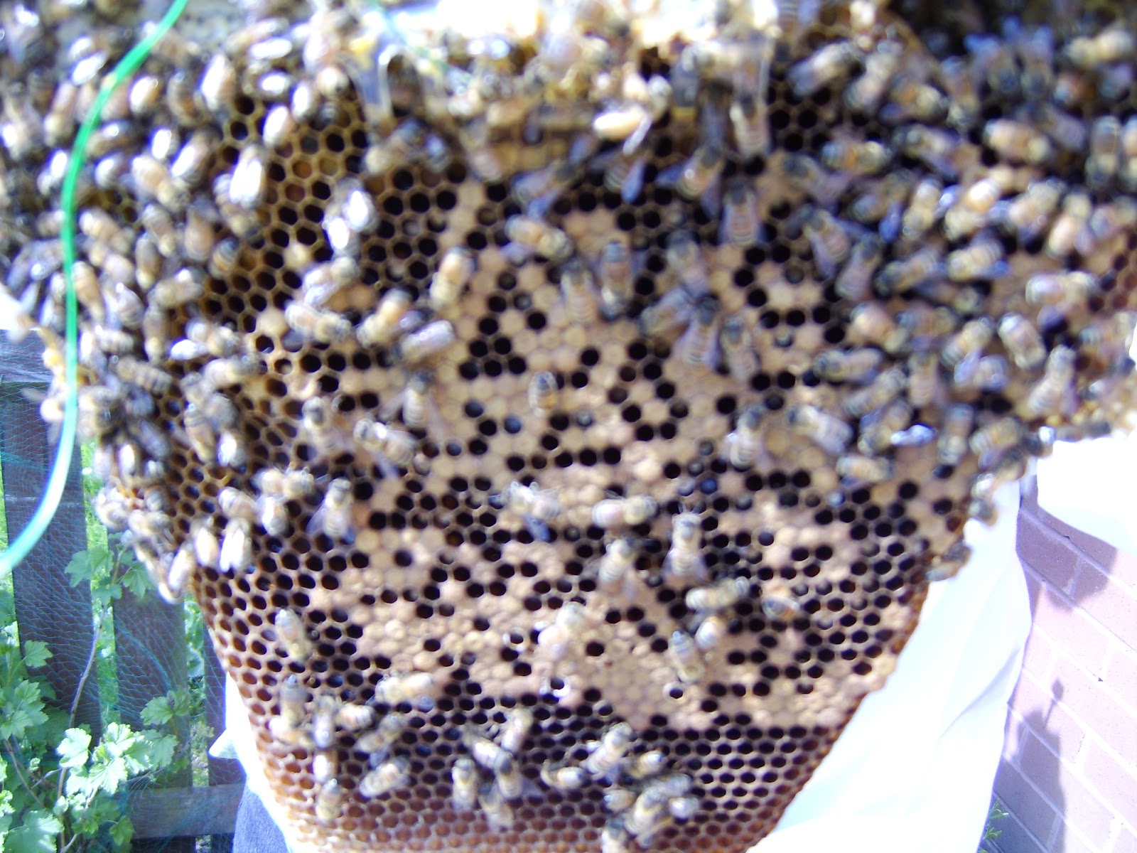 Top Bees: Chalk Brood