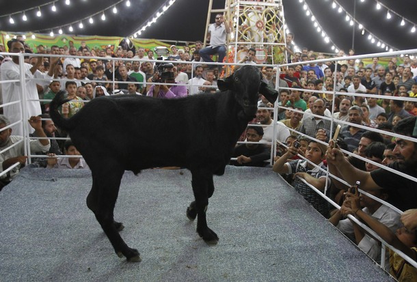 The most beautiful goat in the world, 2011 ~ Elder Of Ziyon - Israel News