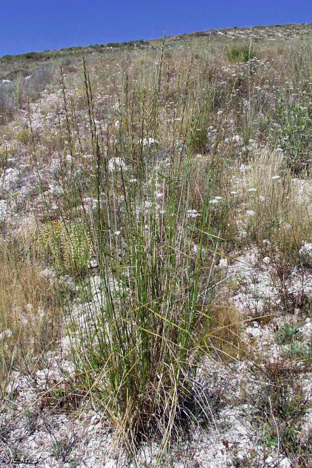 Las flores silvestres de Hormaza: Elymus hispidus subsp. hispidus