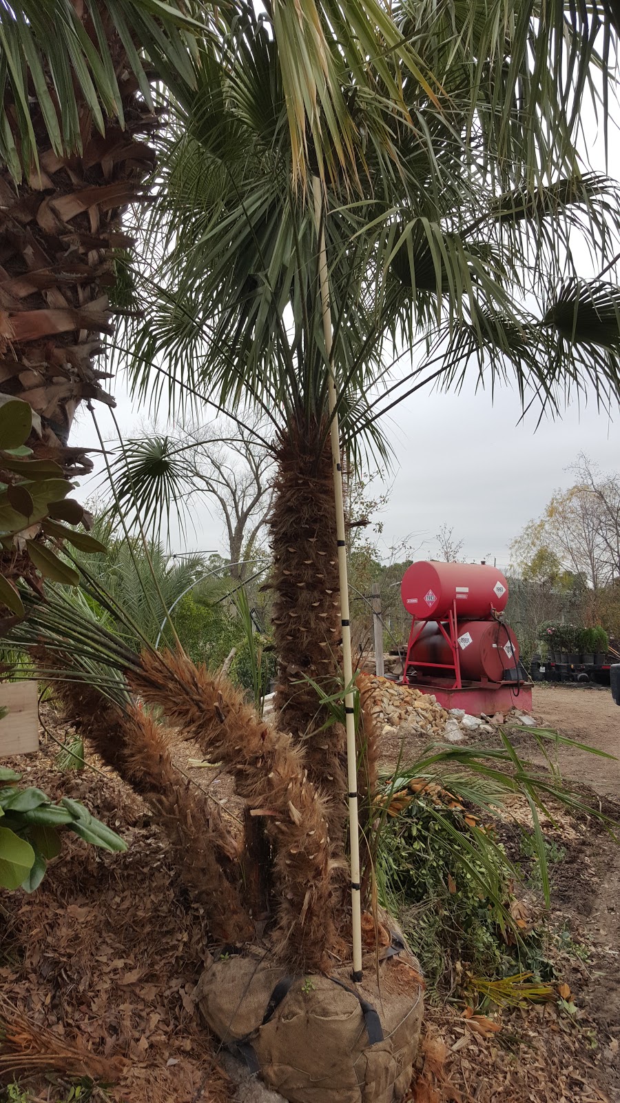 Cold Hardy Palm Trees in Houston : 2016