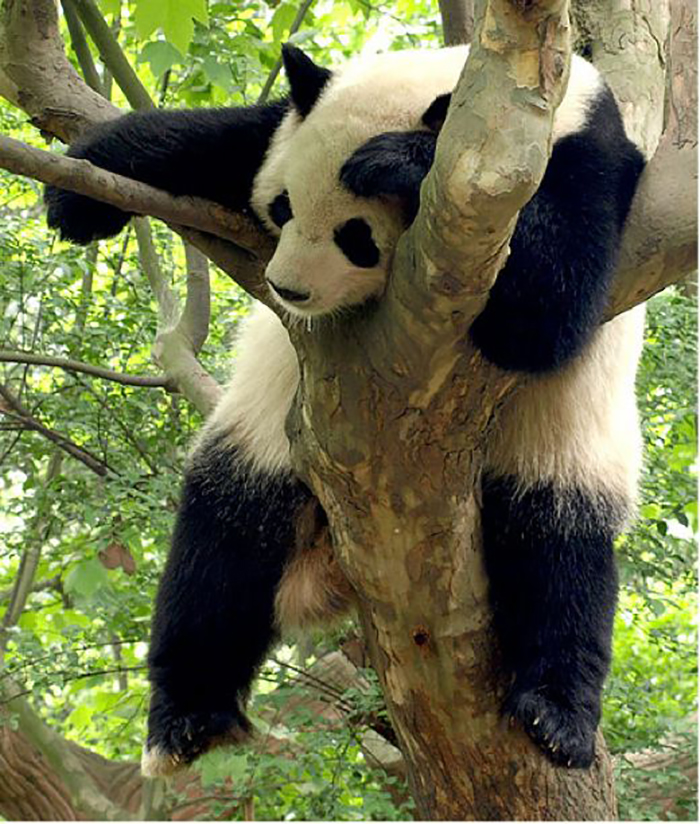 Un sorteo nocturno y un panda dormilón… / Alma Singer