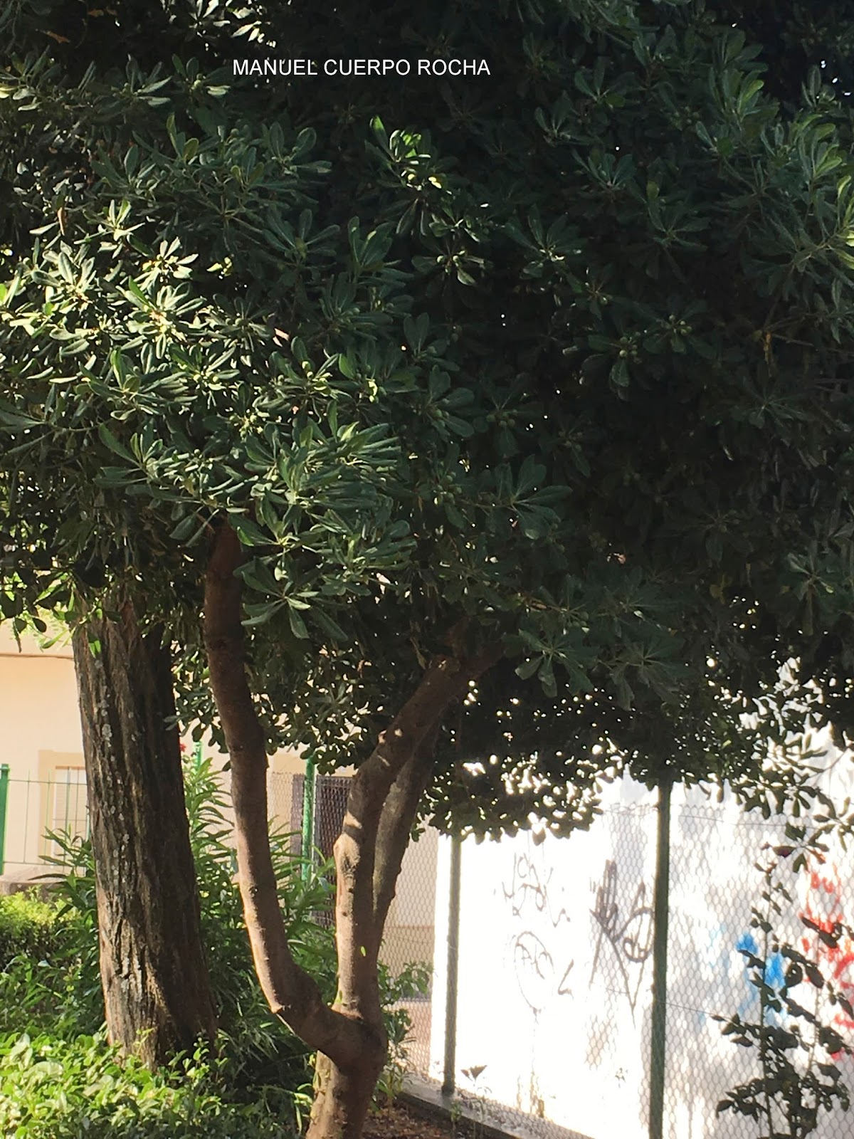 ÁRBOLES Y ARBUSTOS EN LAS CALLES DE MONTIJO: PITTOSPORUM TOBIRA.