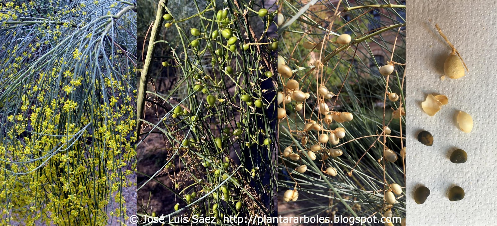 PLANTAR ÁRBOLES y arbustos: Plantas para suelos salinos y yesíferos