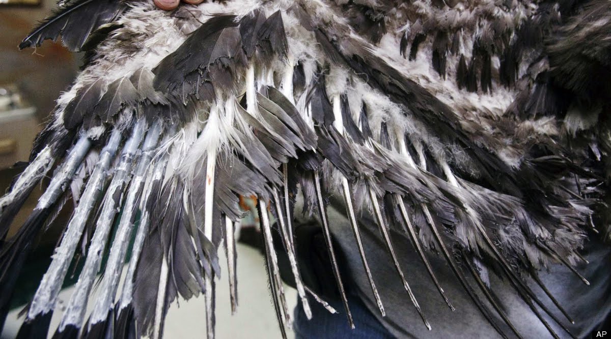 White Wolf : Burned Baby Eagle Miraculously Survives Utah Wildfire