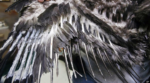 White Wolf : Burned Baby Eagle Miraculously Survives Utah Wildfire