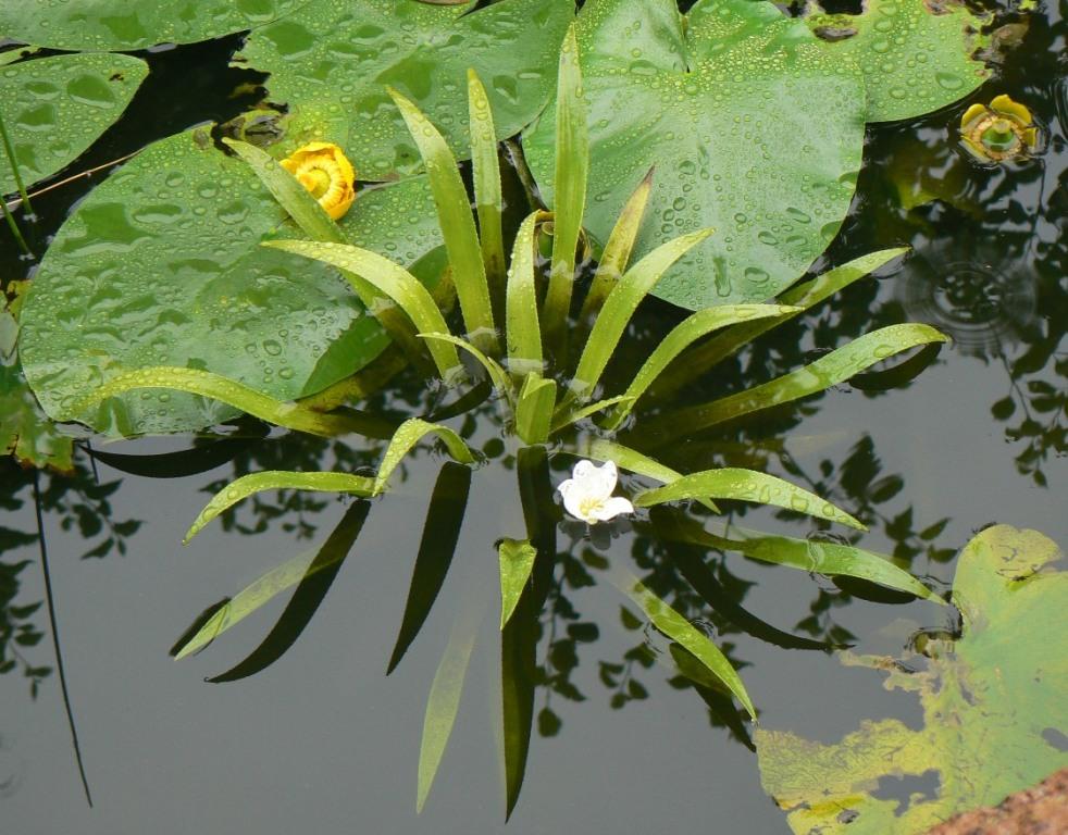 Garden KaRo: Osoka aloesowata