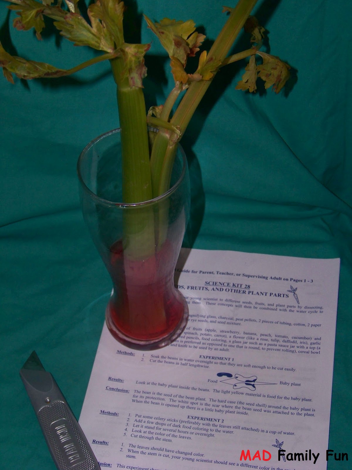 MAD Family Fun: How do plants drink?