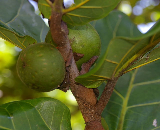 PlantZee: Fiddle leaf Fig