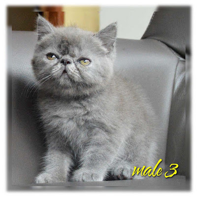 Anak Kucing Calico Peaknose Bisa Kirim Ke Luar Kota | Hewan Indonesia ...