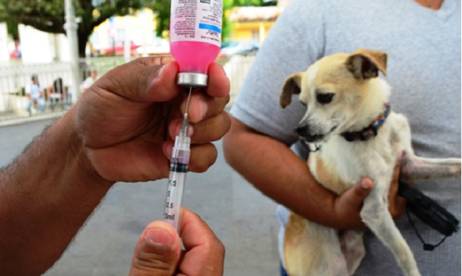 Qué Hace La Vacuna Contra La Rabia En Los Perros