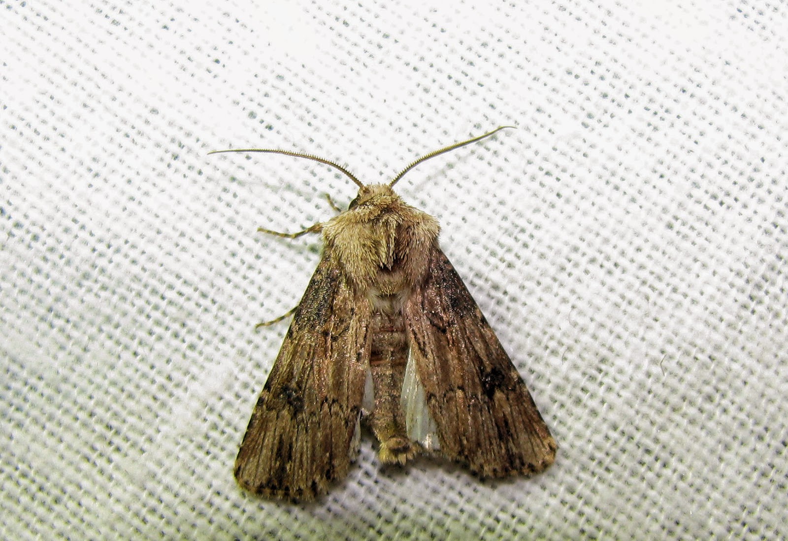 LEPIDOPTERA from Home: Agrotis catalaunensis