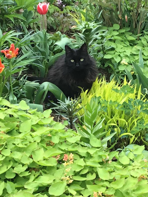 Cats in Gardens: The Promiscuous Miss Kitty