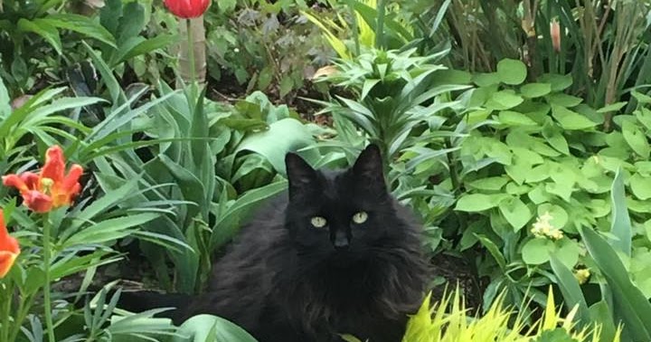 Cats in Gardens: The Promiscuous Miss Kitty
