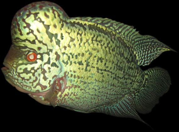 Flowerhorn The Hybrid Cichlids: King Kamfa 2