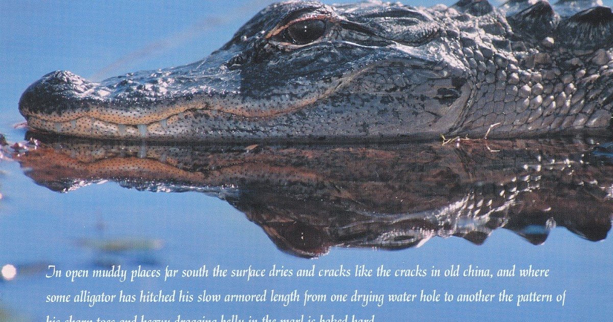 One Postcard a Day: Disney Adds Signs Warning of Alligators and Snakes