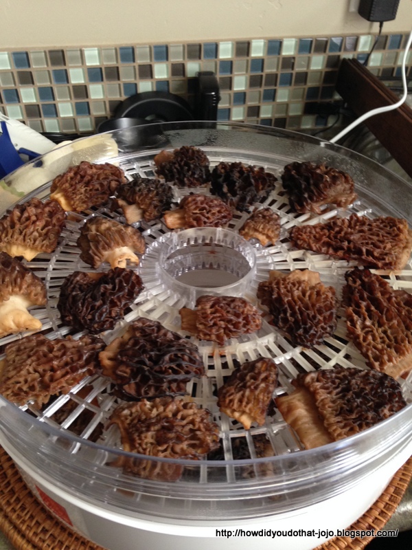 How'd You Do That?: THE MAGNIFICENT MOREL MUSHROOM!