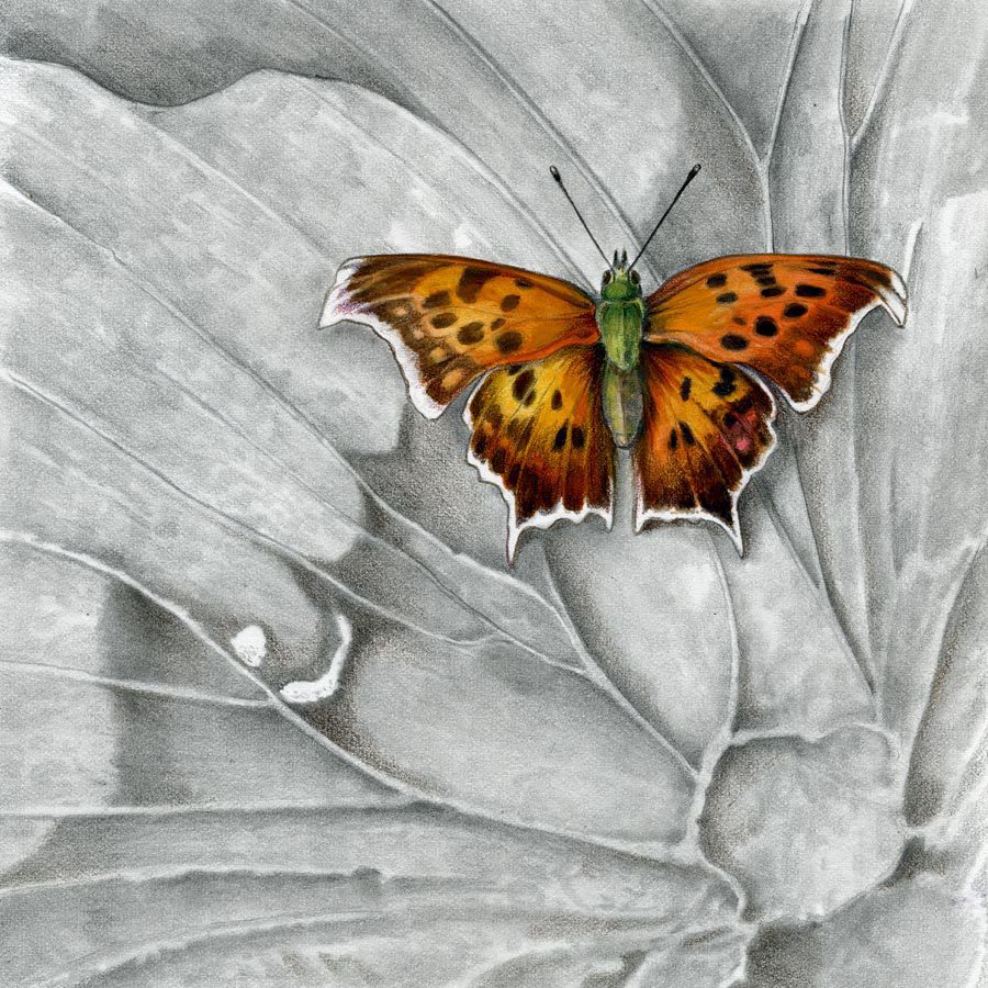 Draw the Beauty of Nature with Mindy Lighthipe: Nature Fine Art ...
