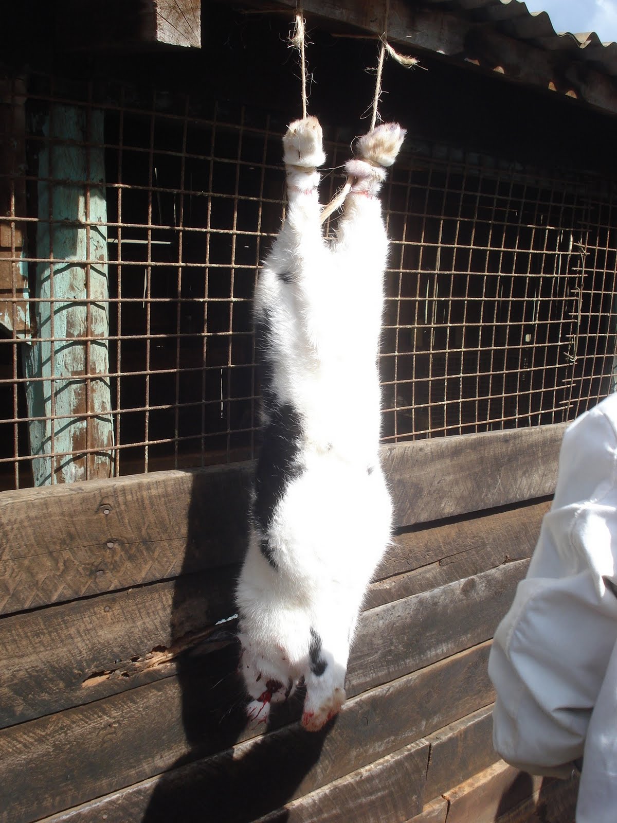 From Poet To Farmer: Slaughtering a rabbit