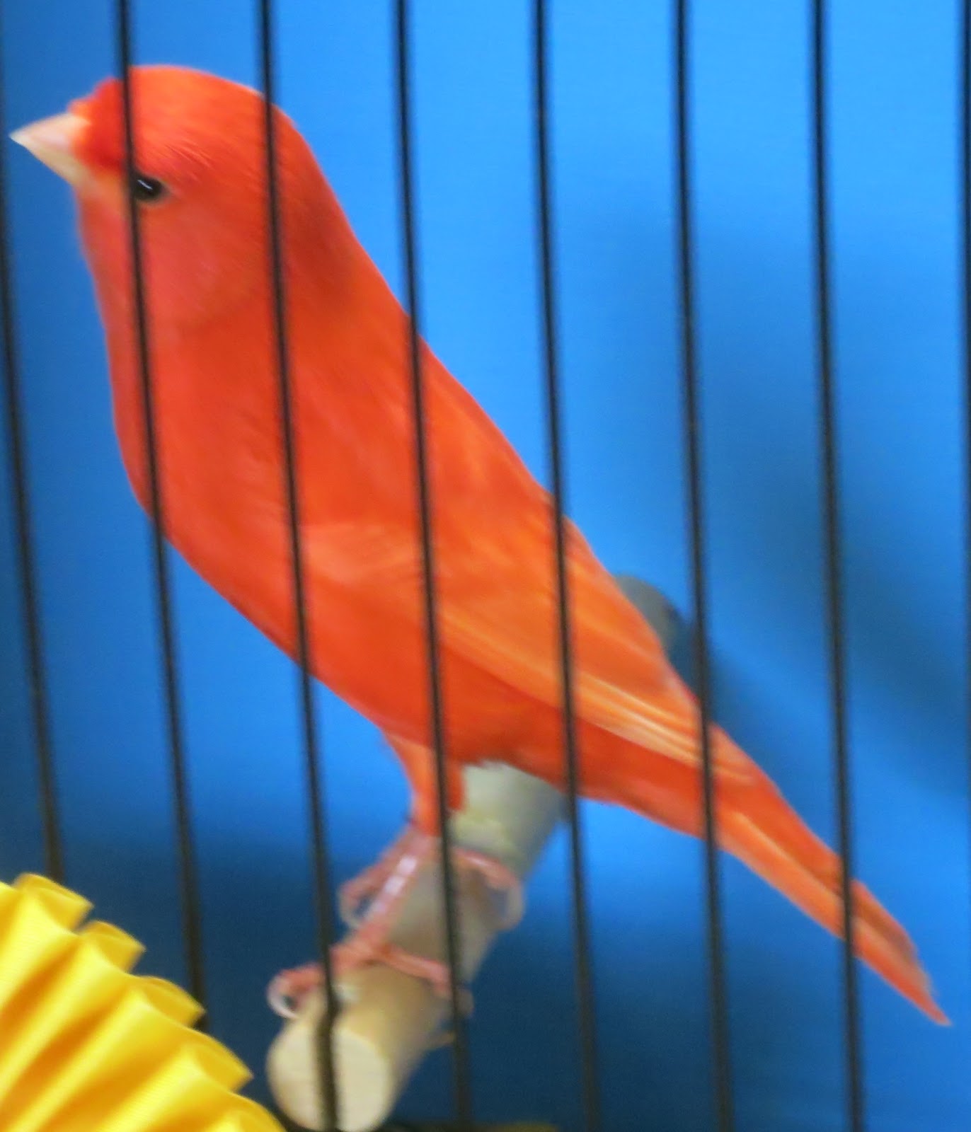 Canary Tales: 2015 Florida Canary Fanciers Colorbred Winners