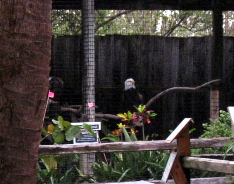 We Are The World: Peace River Wildlife Center, Punta Gorda, FL