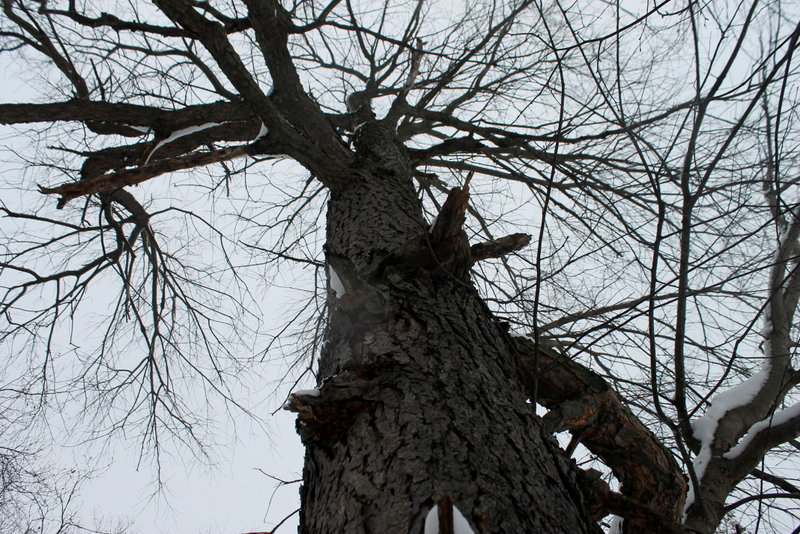 It's a Cotten life: Cutting down the cherry tree