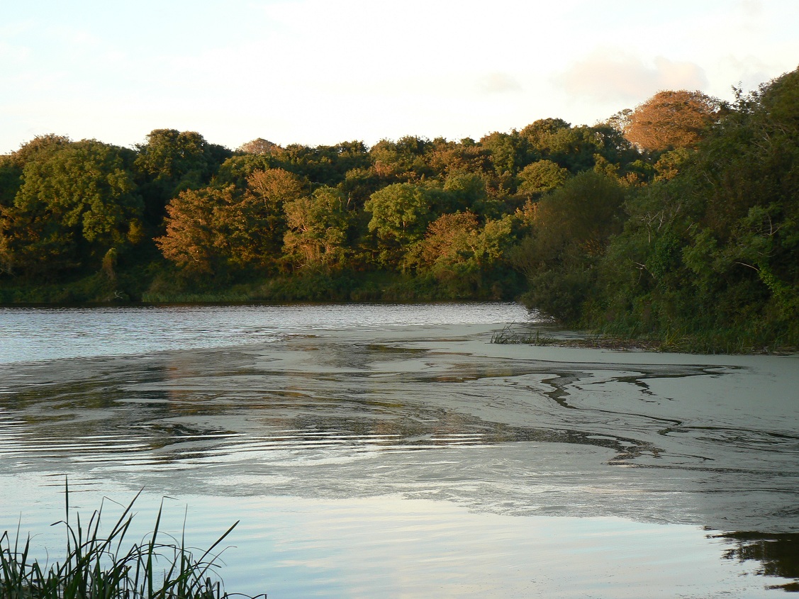 A Field Notebook: Bosherston Lakes and Stackpole Warren, Pembrokeshire