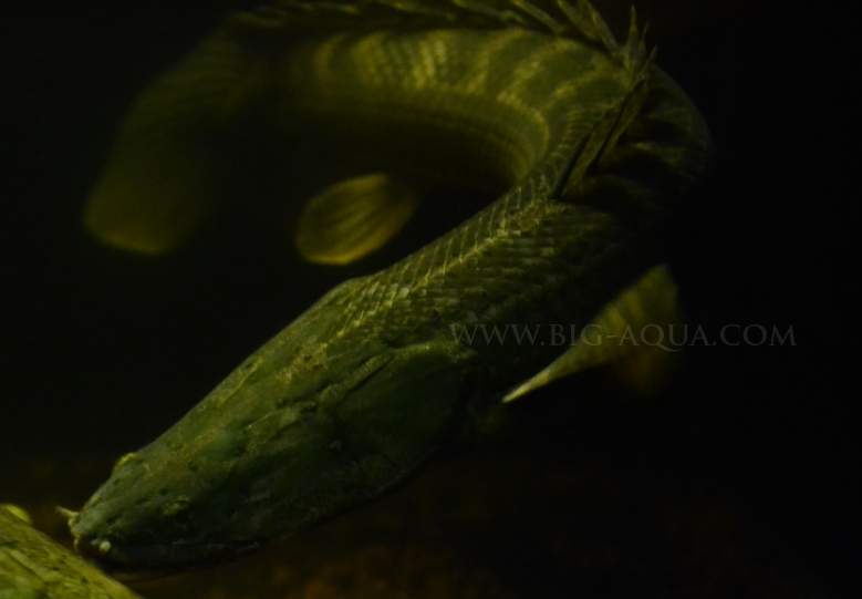 Polypterus Bichir Bichir Pair Giant! ~ Big Aqua