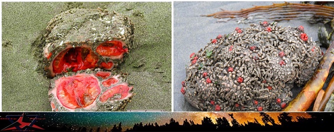 Pyura Chilensis: Rocas de Carne. ~ Dirty Mind Society