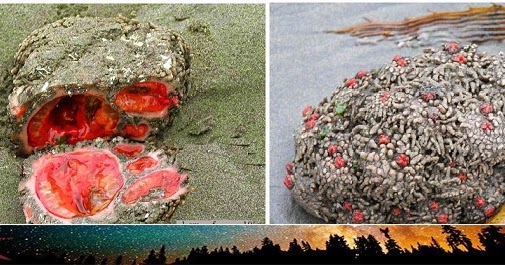 Pyura Chilensis: Rocas de Carne. ~ Dirty Mind Society