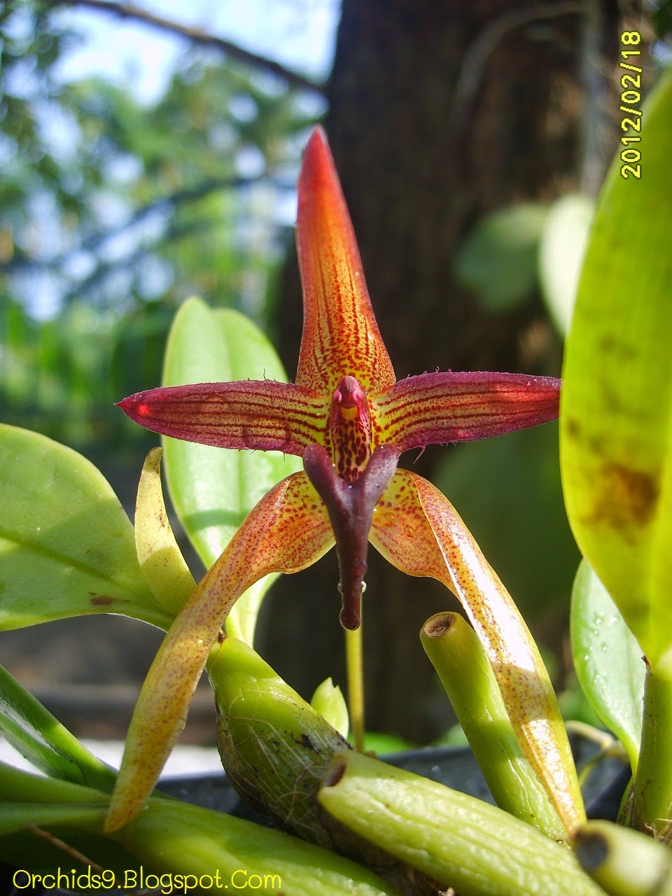 Orchids Flowers Pictures Bulbophyllum Vanda Cattleya Cymbidium ...