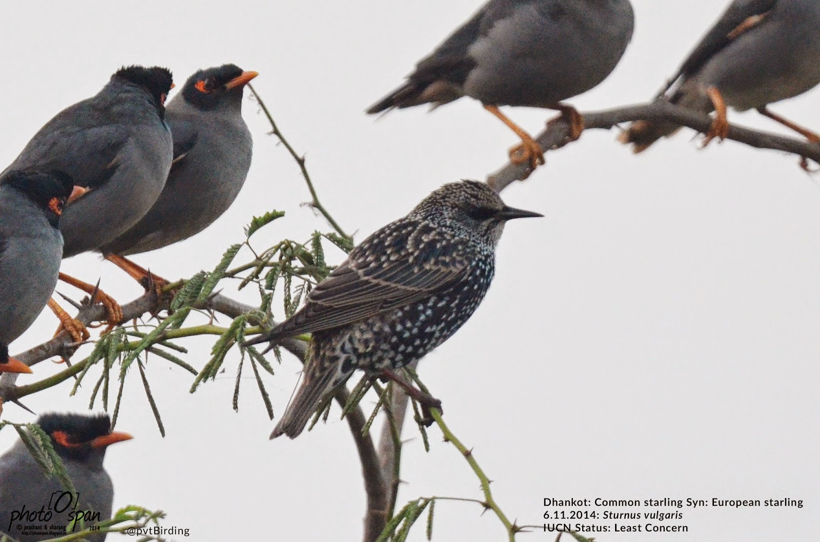 Common starling: Sturnus vulgaris | Photo Span
