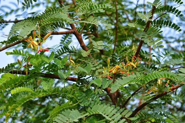 Imli Tree (Tamarind Tree) | Express Photos