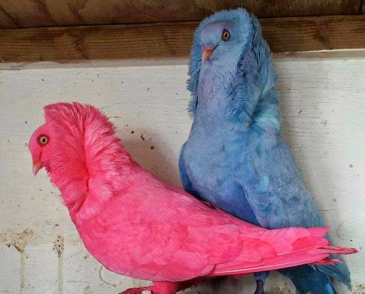 SPESIALIS MERPATI: MERPATI JACOBIN