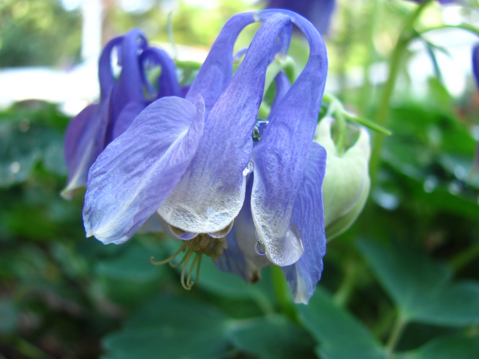 Ginny's garden: Blue Angel